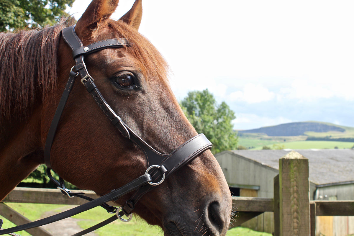 Bitless Bridle - Build your own! – PracticalHorseCompany